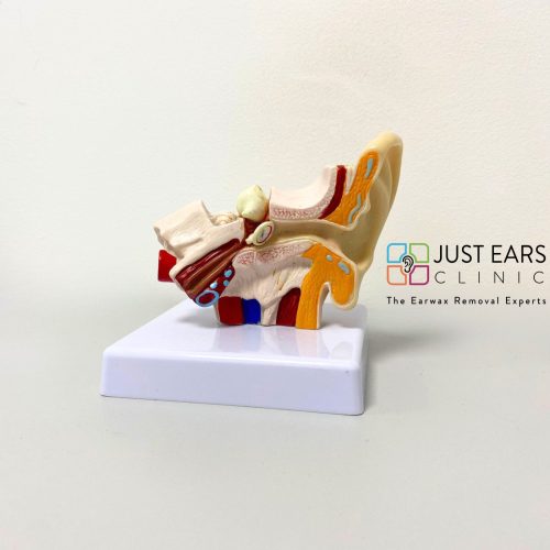 The Anatomy of Your Ear: Understanding How It Works - Just Ears